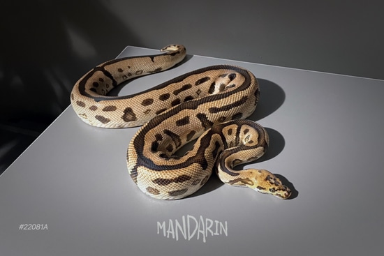 *Proven* OD YB Batman Ball Python by Mandarin Reptiles