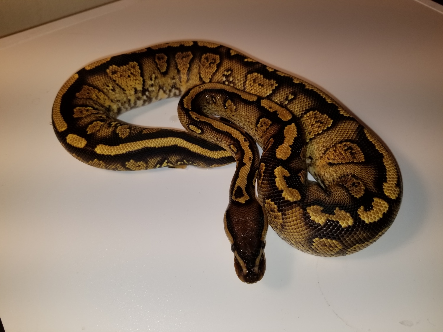 Super Paint Ball Python by J B Constrictors - MorphMarket