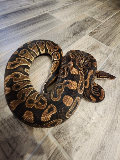 Hurricane F2 Ball Python by John Cameron