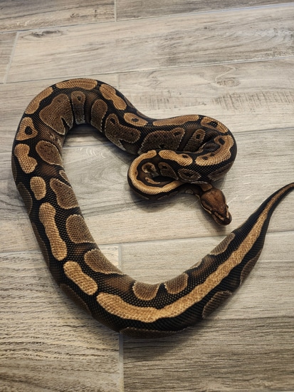 Red Stripe Ball Python by John Cameron Reptiles