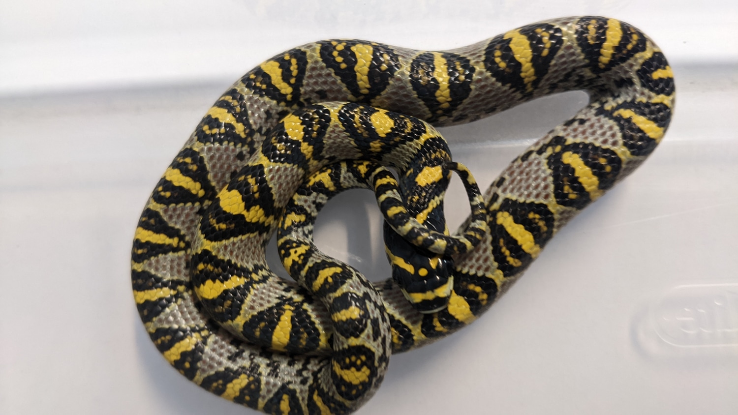 Mandarin Rat Snake by Homegrown Snakes - MorphMarket