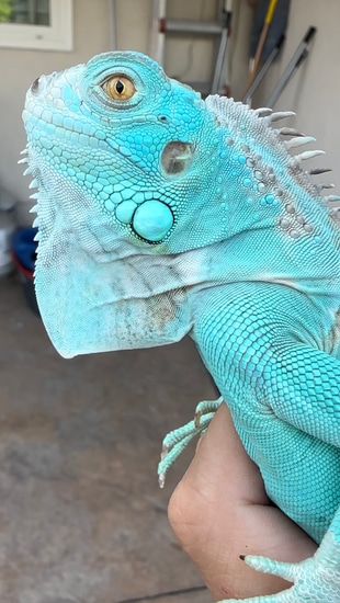 Blue Green Iguana by Johnnys Iguanas