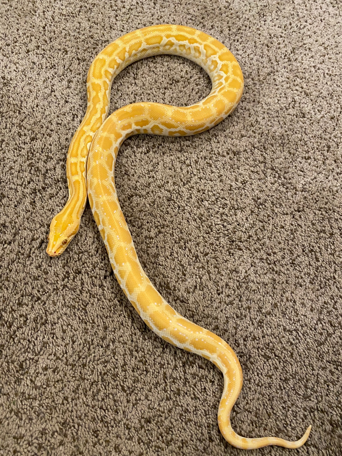 Pearl Burmese Python by Johnny’s Reptiles - MorphMarket