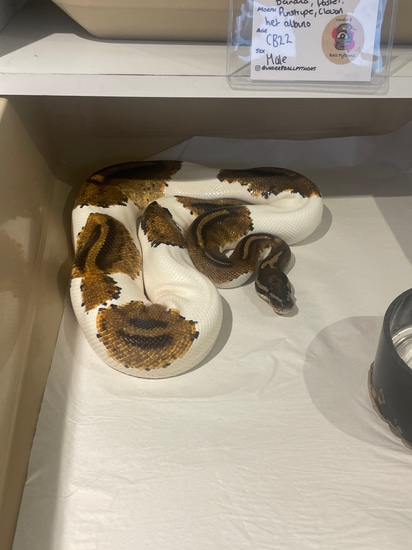 Yellow Belly Pied Poss Orange Dream Ball Python by Js Royal pythons