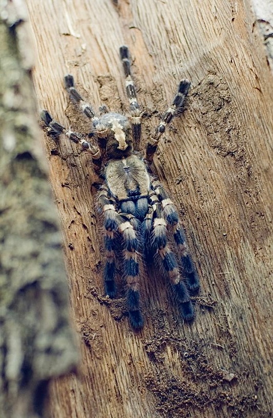 Poecilotheria Tigrinawesseli CB (Wessel's Tiger Ornamental) Tarantula ...