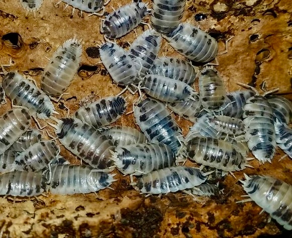 Dairy Cow 25 Count (Porcellio Laevis) Isopod by Johnny Taxonomy’s ...