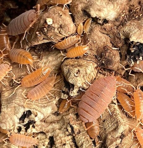 Powder Orange Isopods 25 Ct. (Porcellionides Pruinosus) by Johnny ...