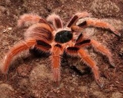 5” Female Colombian Giant Red Leg Megaphobema Robustum. SHIPPING ...