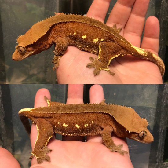RTB Crowned Red Phantom Portholed Female. FREE Shipping Crested Gecko ...