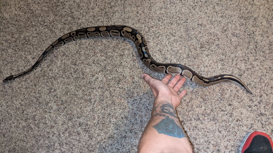 Normal Het Orange Ghost Ball Python $170 Shipped by Johnny V's Exotics
