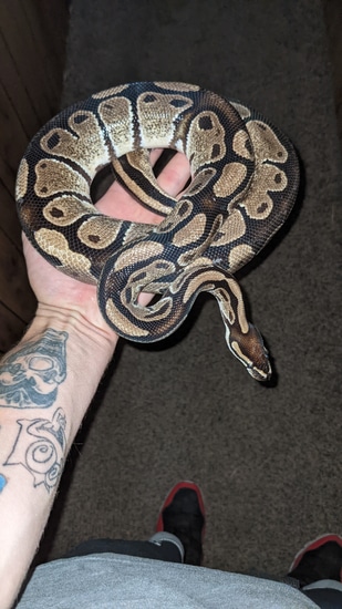 Normal $175 Shipped Ball Python by Johnny V's Exotics