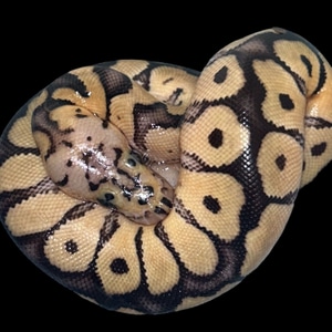 Custom constrictors - MorphMarket