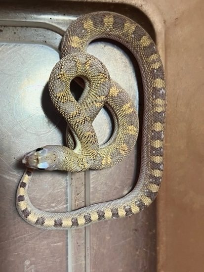 $429--PAIRS---Whitesides With COLOR! Yellow & Orange Between Light ...