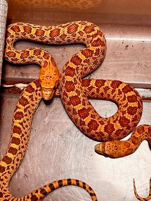 BLACK FRIDAY PRICING!!--$199 EACH!!--Red Influenced & Flame Hypo ...