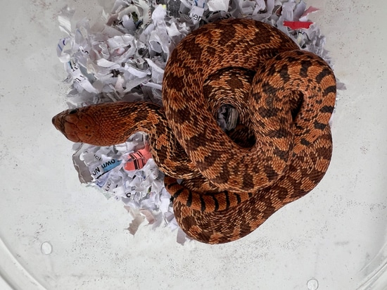 "Wavy Tiger Lined" Red 2023 Crumbly Line Red Bull Bullsnake by JOHN'S ...