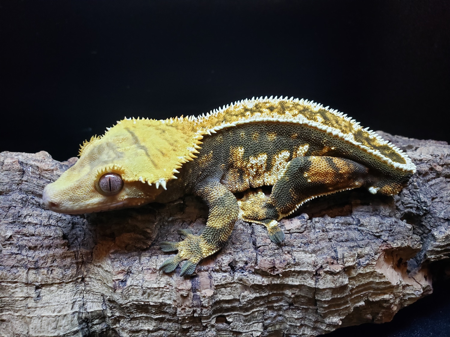 RTB Male Great Structure Harley Pinstripe Crested Gecko by Johnson ...