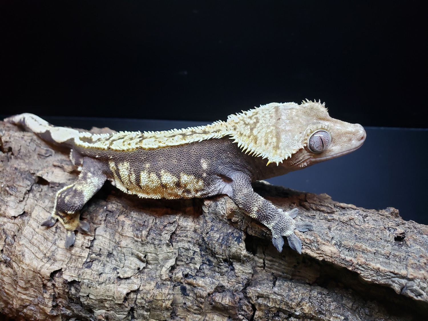 Proven Male Great Structure Lavender Harley Pinstripe Crested Gecko by ...