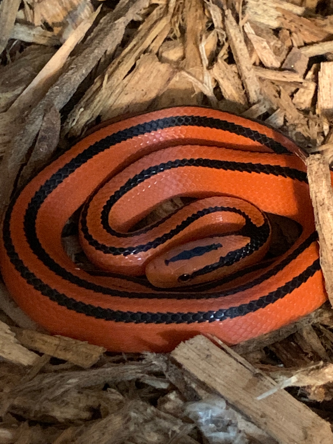 Pair Of Coxi Bamboo Rat Snake by Rainbows By Design - MorphMarket