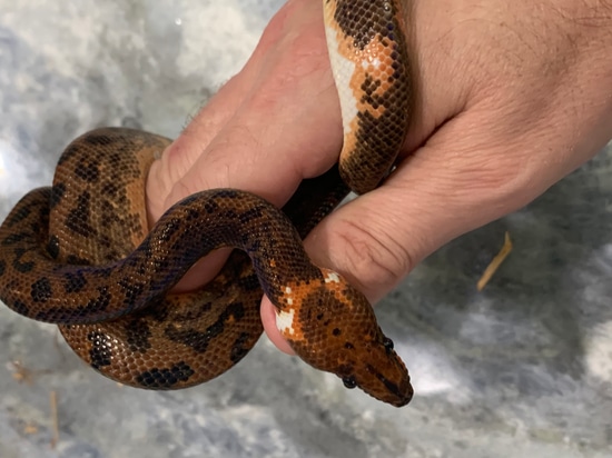 Low Expression Pied Brazilian Rainbow Boa by Rainbows By Design