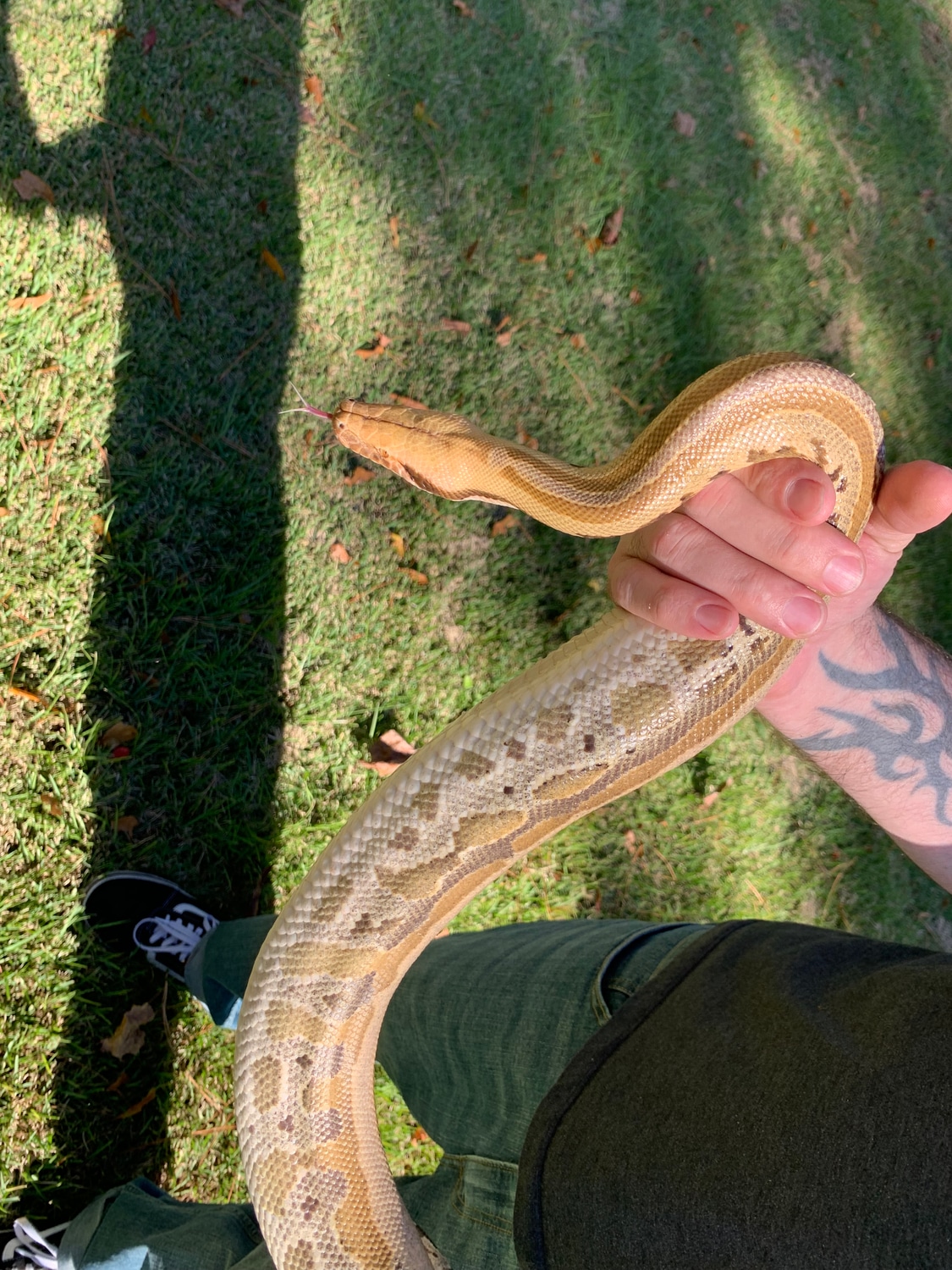 Latte Borneo Short-Tailed Python by Rainbows By Design - MorphMarket