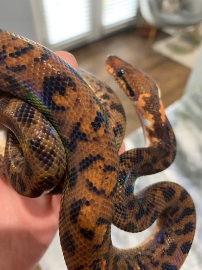Low Expression Pieds Brazilian Rainbow Boa by Rainbows By Design
