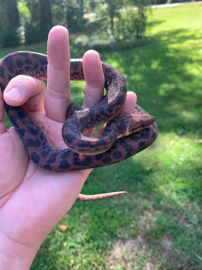 2022 Male Low Exp Pied Brazilian Rainbow Boa by Rainbows By Design