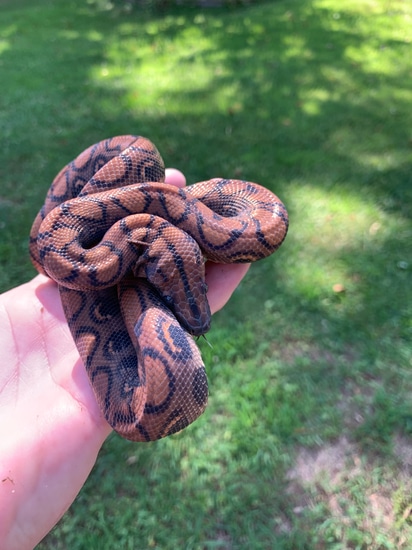 2022 Female Het Pied Brazilian Rainbow Boa by Rainbows By Design