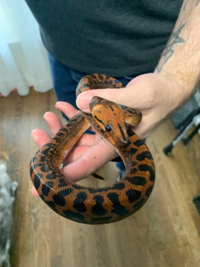 Low Expression Pied Brazilian Rainbow Boa by Rainbows By Design