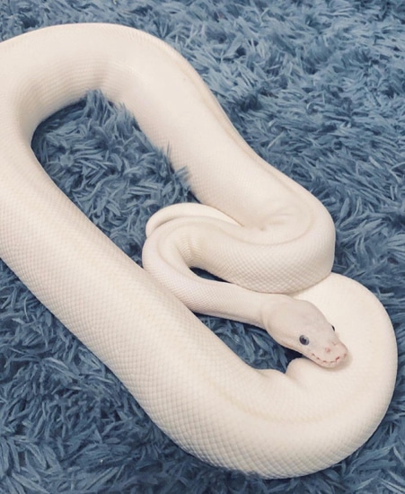 Bel Ball Python by Royal Pythonz