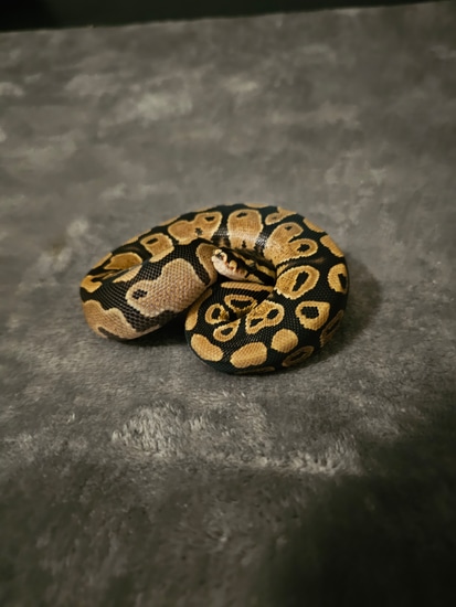 Yellow Belly DH Clown Pied Ball Python by Royal Pythonz