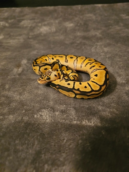 Pastel Clown Ball Python by Royal Pythonz