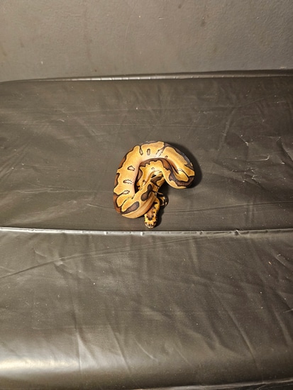 Enchi Orange Dream Clown Ball Python by Royal Pythonz