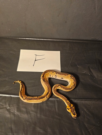 Enchi Orange Dream Clown Possible Grim Ball Python by Royal Pythonz