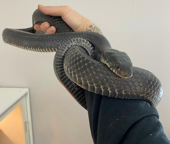 Vera Cruz Mexican Indigo Cribo & Indigo Snakes by Scherer Scales