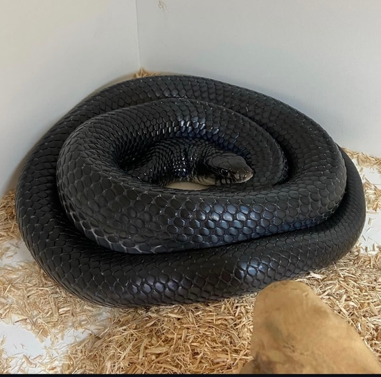 Vera Cruz Mexican Indigo Cribo & Indigo Snakes by Scherer Scales