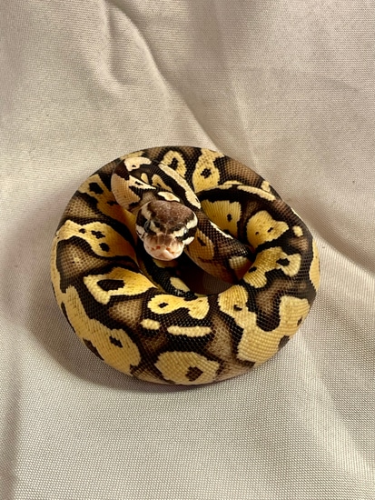 Firefly Ball Python by Sackett’s Serpents