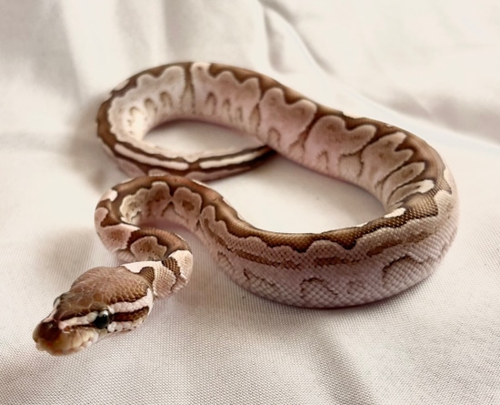 Bamboo Fire Ball Python by Sackett’s Serpents