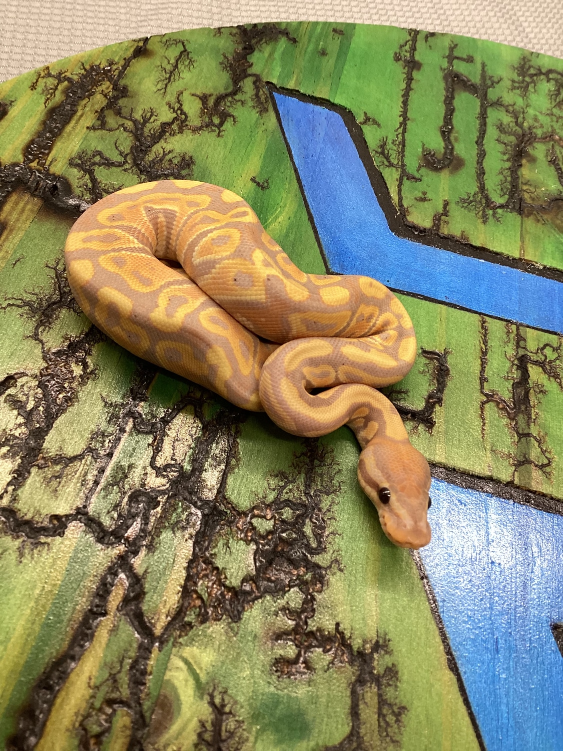 Mystic Banana Ball Python by JL3 Reptiles - MorphMarket