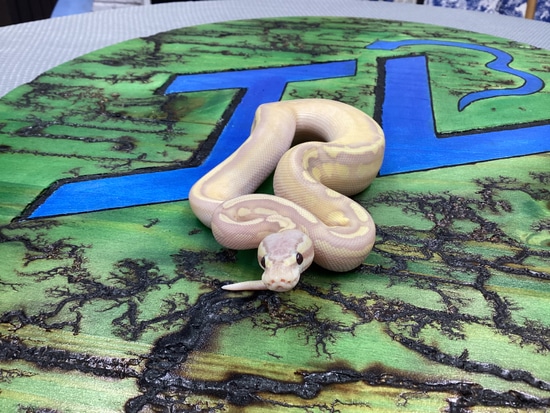 Pastel Banana Mystic Calico Ball Python by JL3 Reptiles