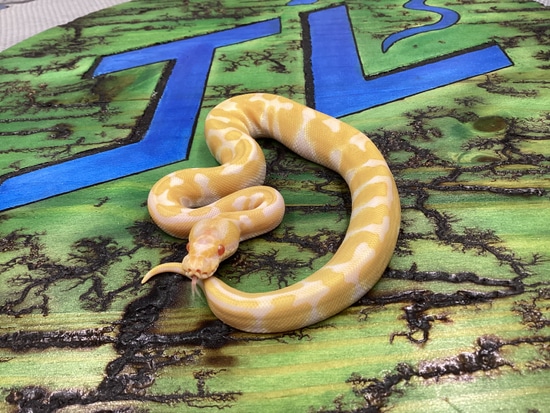 ON SALE Albino Enchi Ball Python by JL3 Reptiles