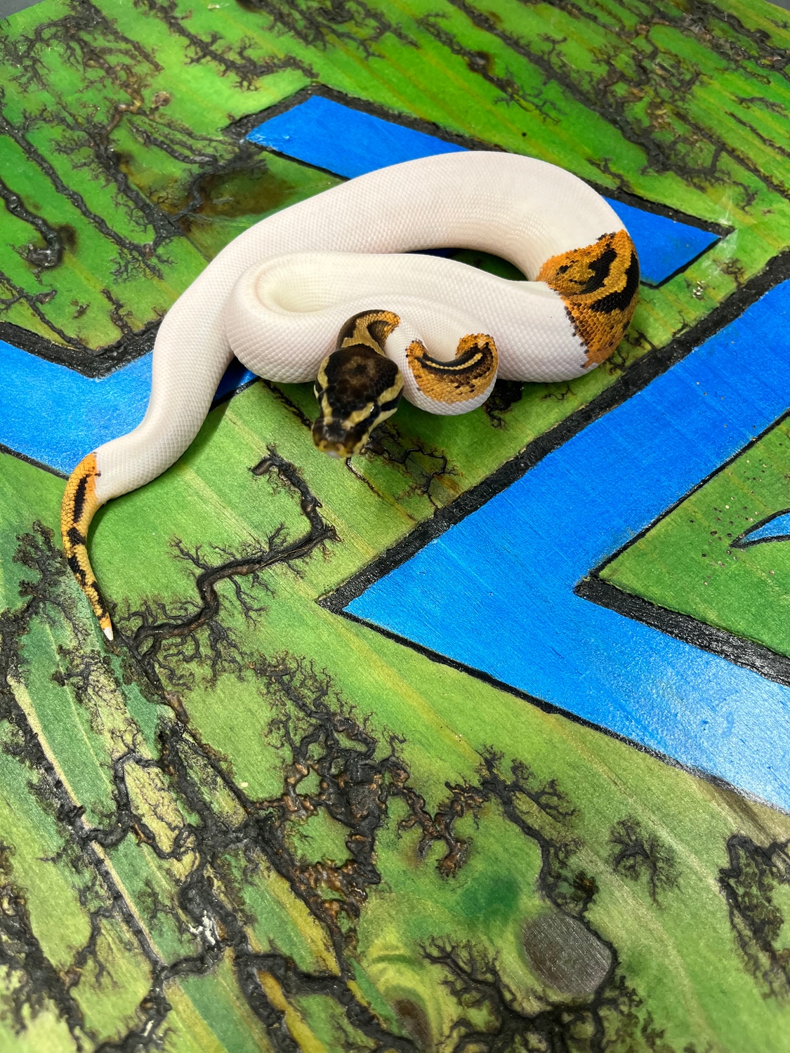 Piebald 100%het Albino Ball Python by JL3 Reptiles - MorphMarket