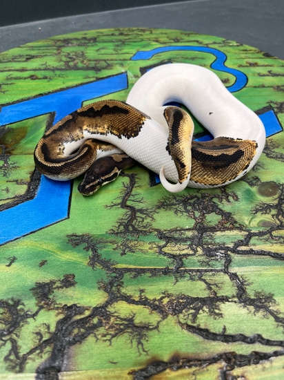 Piebald Ball Python by JL3 Reptiles