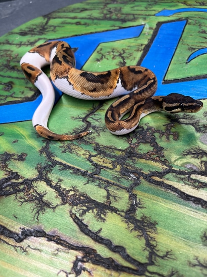 Piebald Ball Python By Jl3 Reptiles