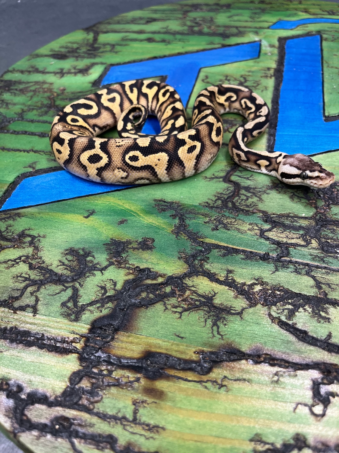 Nanny Fire Yellow Belly Pastel Ball Python by JL3 Reptiles - MorphMarket