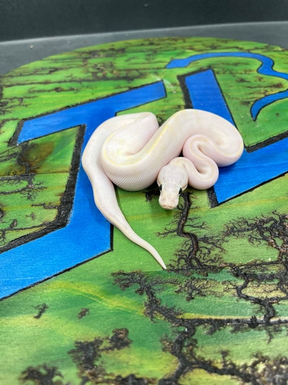 Ivory Ball Python by JL3 Reptiles