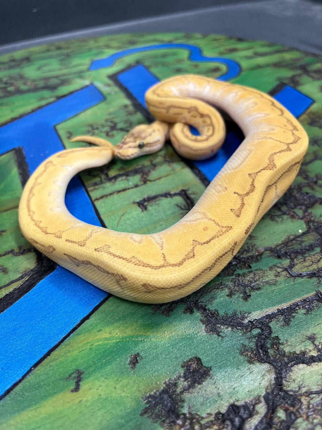 Pinstripe Ball Python by JL3 Reptiles - MorphMarket