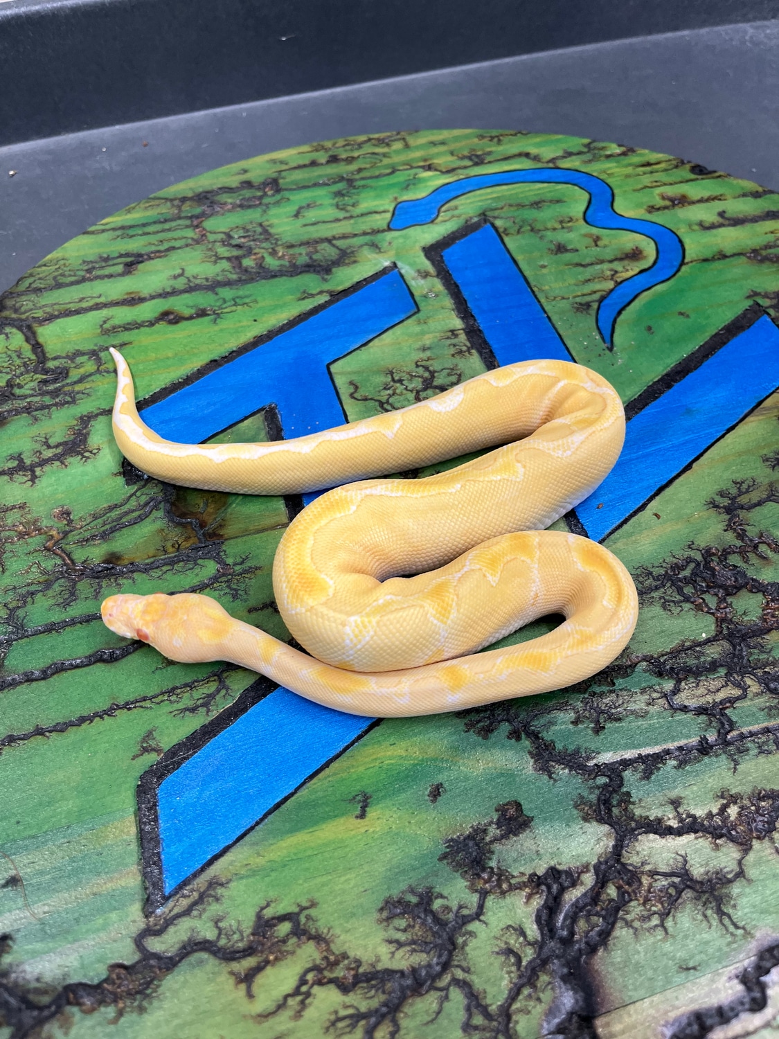 Albino Clown Ball Python by JL3 Reptiles - MorphMarket