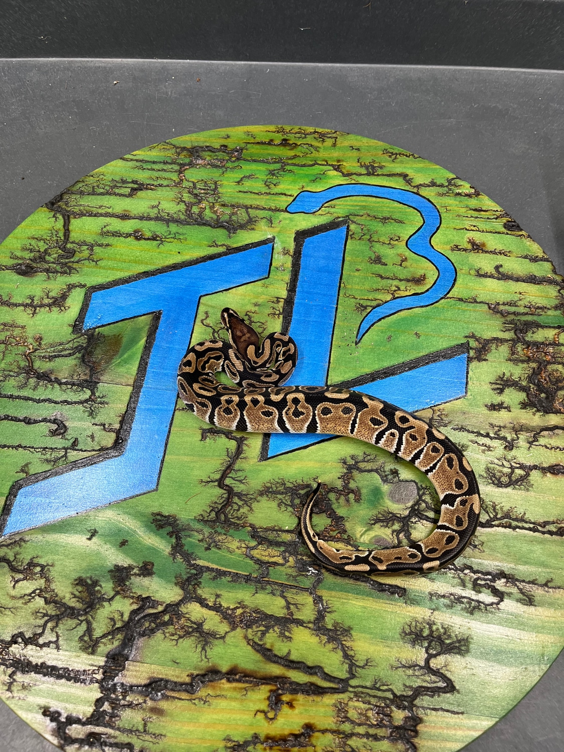 Normal Ball Python by JL3 Reptiles - MorphMarket