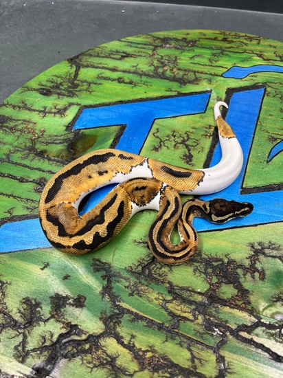 Piebald 100%het Albino Ball Python by JL3 Reptiles