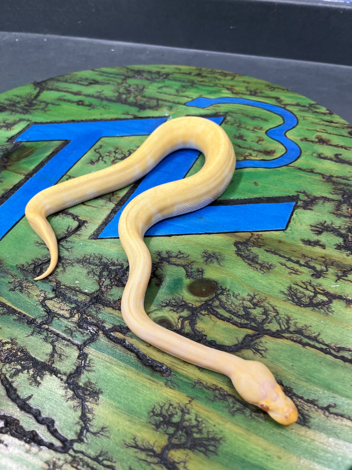 Albino Enchi Ball Python by JL3 Reptiles - MorphMarket